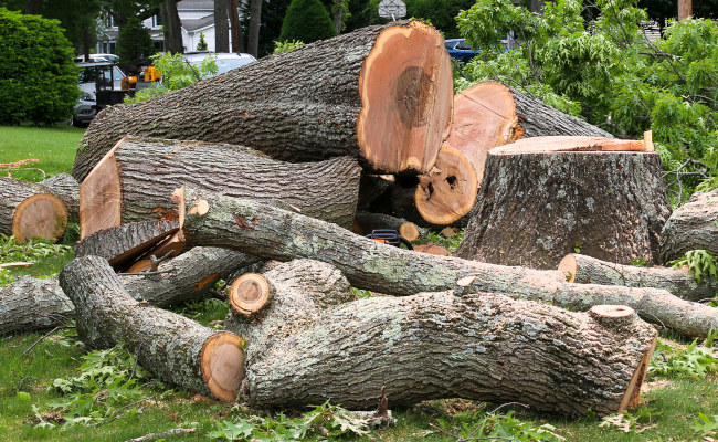 Why Tree Clearing is Necessary for Construction | S&E Custom Grading ...