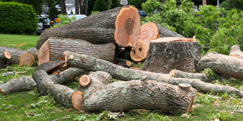 Why Tree Clearing is Necessary for Construction | S&E Custom Grading ...